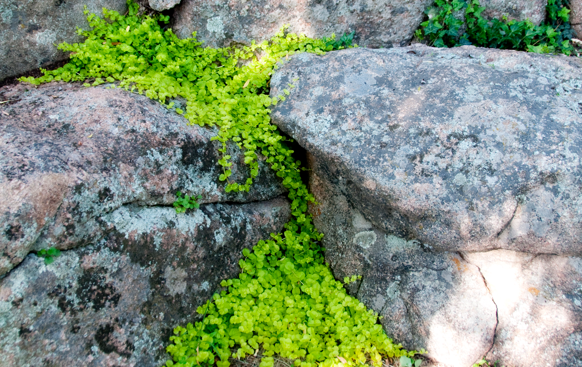 Elemental Landscapes and Designs